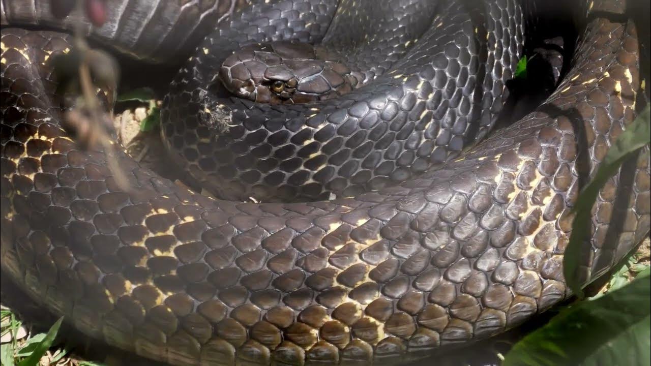 What does it mean when a snake is coiled up? - YouTube