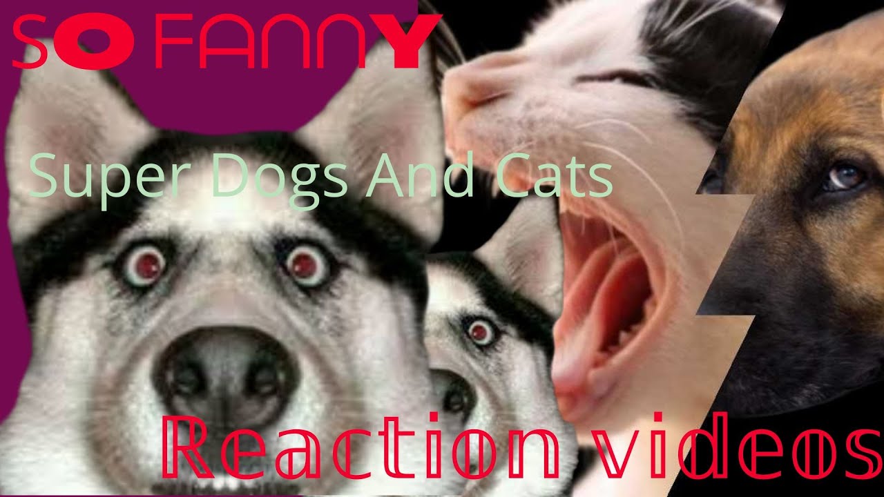 #funnivest #dog SO FUNNY😂😂 Super Dogs And Cats Reaction Videos (#Video ...