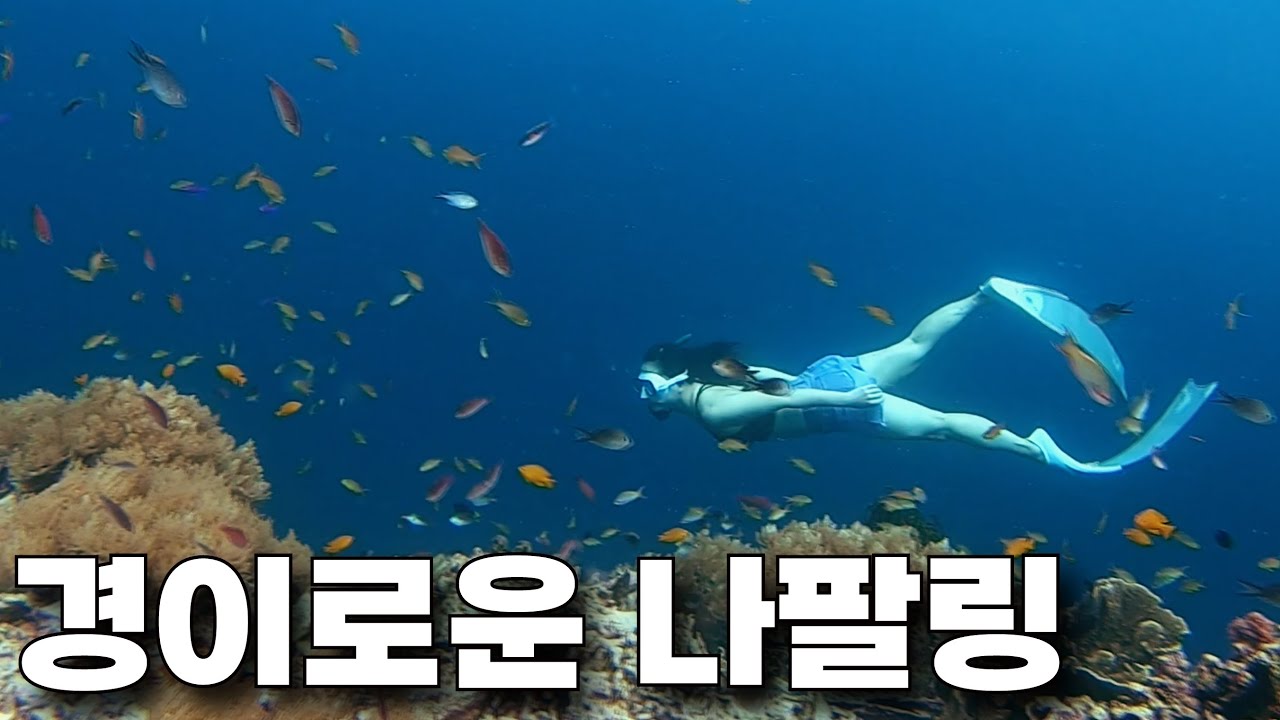 보홀 경이로운 나팔링 바다 ㅣ 바다는 가까이 보아야 아름답다 ㅣ프리다이빙 ㅣ napaling reef l bohol ...