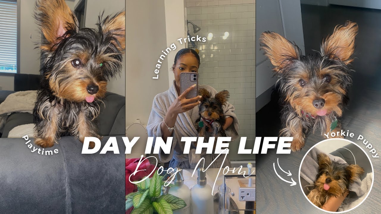 Realistic Day in My Life as a Dog Mom | Raising a Yorkie Puppy + 6 ...