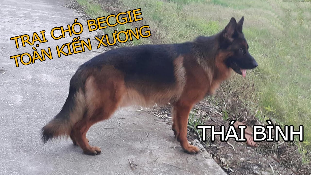 [ Trại chó Becgie nhà Toàn Thái Bình ] - German Shepherd Dog - GSD ...