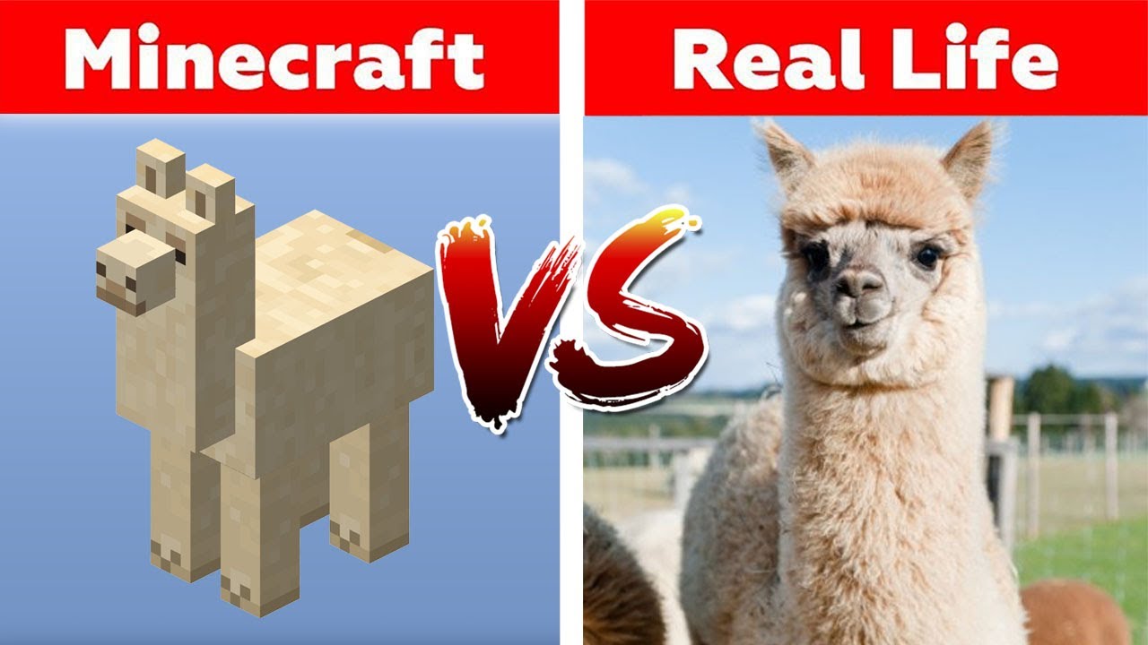 MINECRAFT ANIMALS IN REAL LIFE Minecraft vs Real life animation - YouTube
