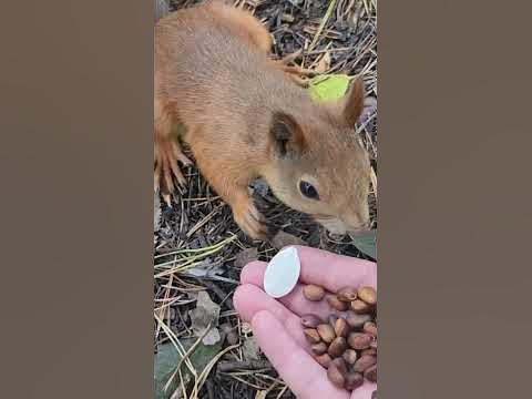 Тыквенные семечки белочка не берёт. - YouTube