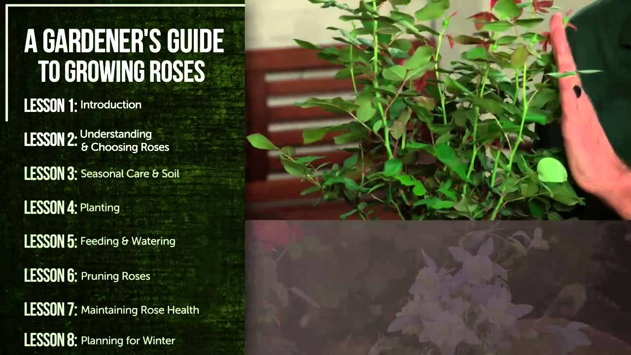 A Gardener's Guide To Growing Roses at Craftsy.com - YouTube
