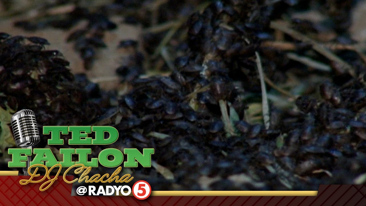 Rice black bugs, umatake sa Nueva Ecija - YouTube