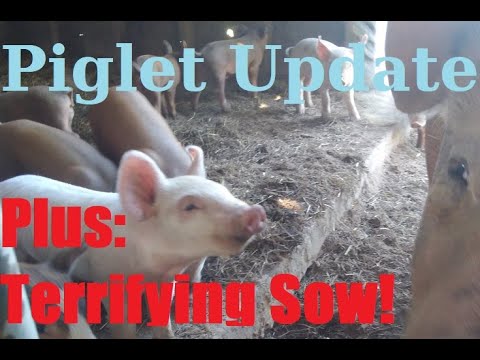 Piglet Update: Two Weeks Old! PLUS: A Terrifying Experience! - YouTube