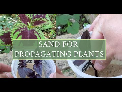 Why I Like Sand for PLANT PROPAGATION / Picking a Propagation Medium ...