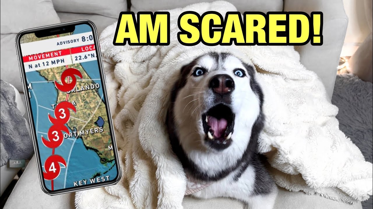 Scared Husky Memes 23 Hilarious Husky Memes To Put You In A Supremely