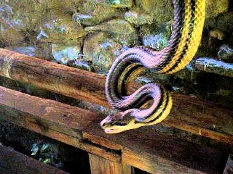 cervone (elaphe quatuorlineata) 2 - YouTube