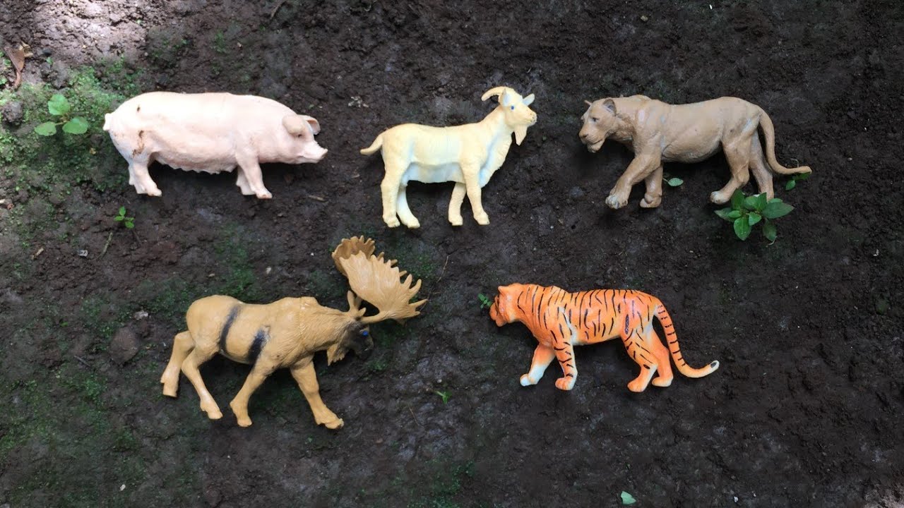 Menemukan mainan binatang di kebun Ada babi, kambing, singa, rusa ...
