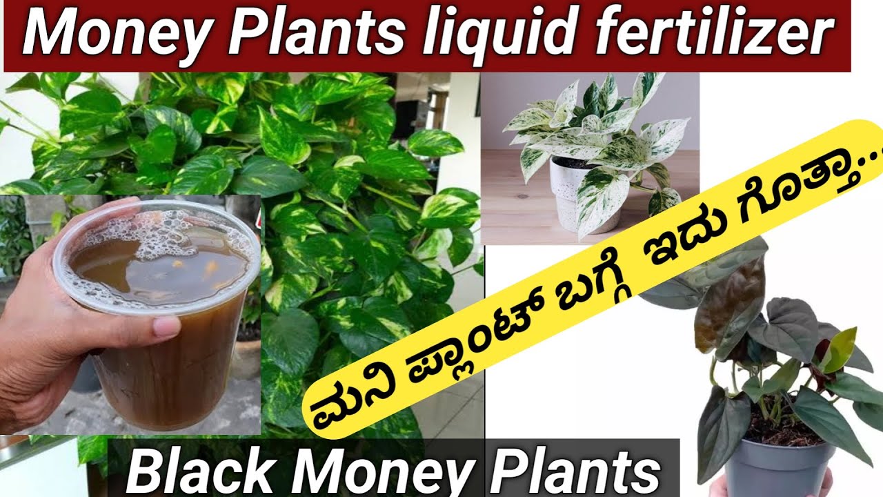 How to grow money plants in shade area#good liquidfertilizer for money ...