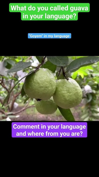 What do you called guava in your language? #shirts #guava #tellyourlanguage - YouTube