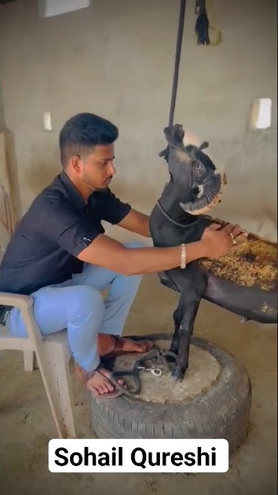 Rampuri Sheep of Sohail Qureshi - YouTube