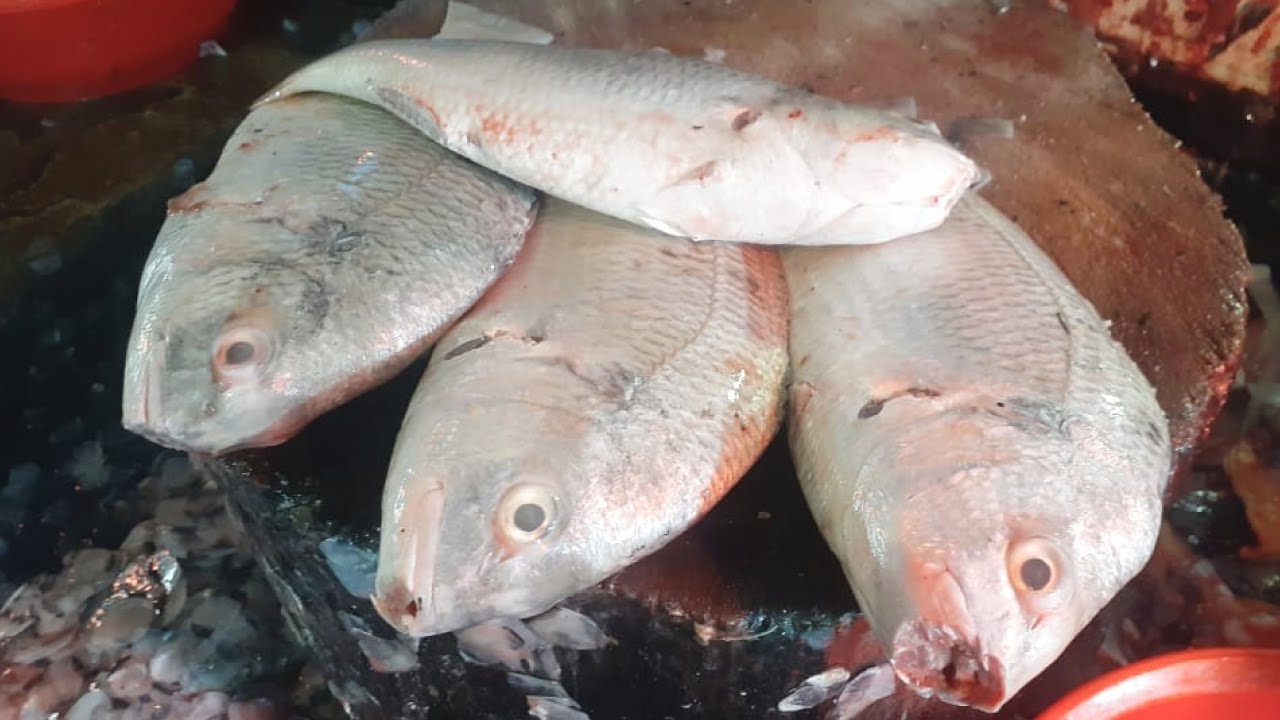 Big Datina Fish Cuttig Live In Bd Daily Fish Market ll Fish Cutting ...