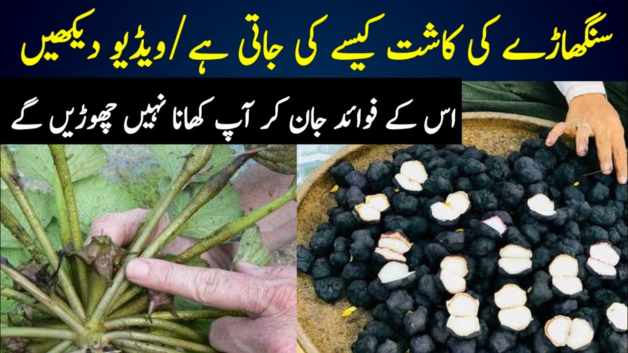 singhara ki kasht our fawaid | singhara benefits for health | water ...