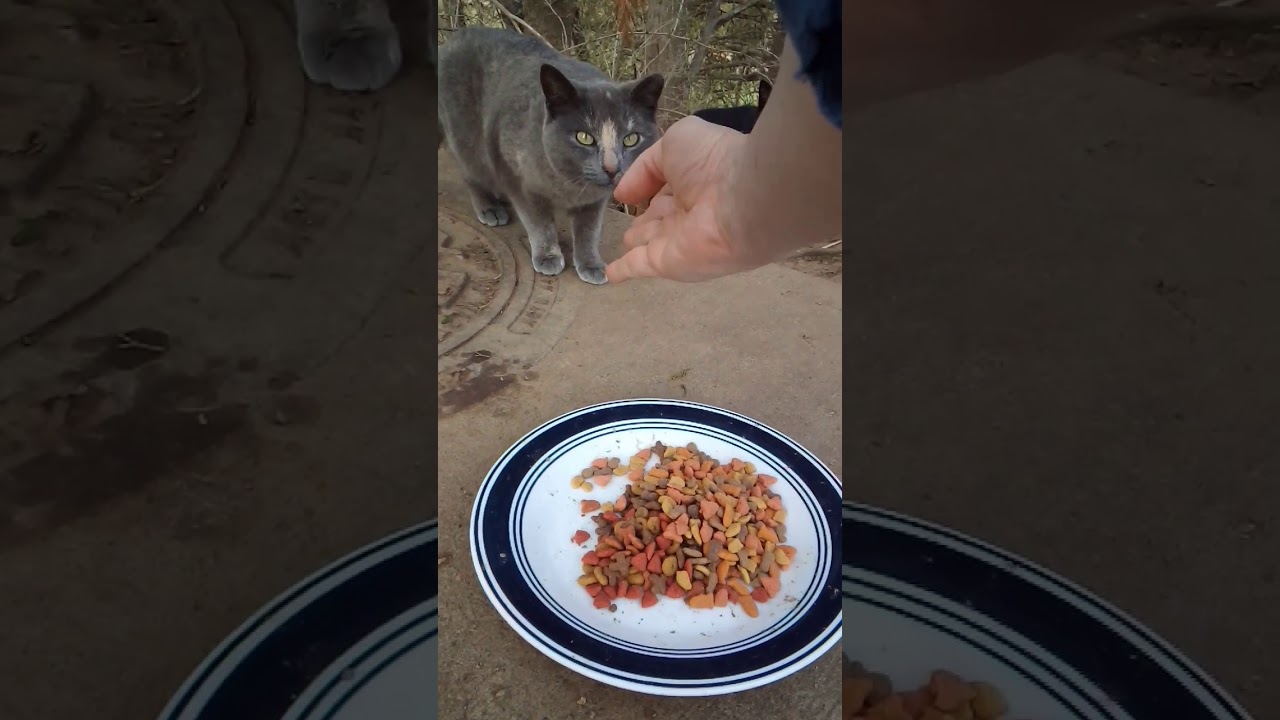 Gas station cat colony - YouTube