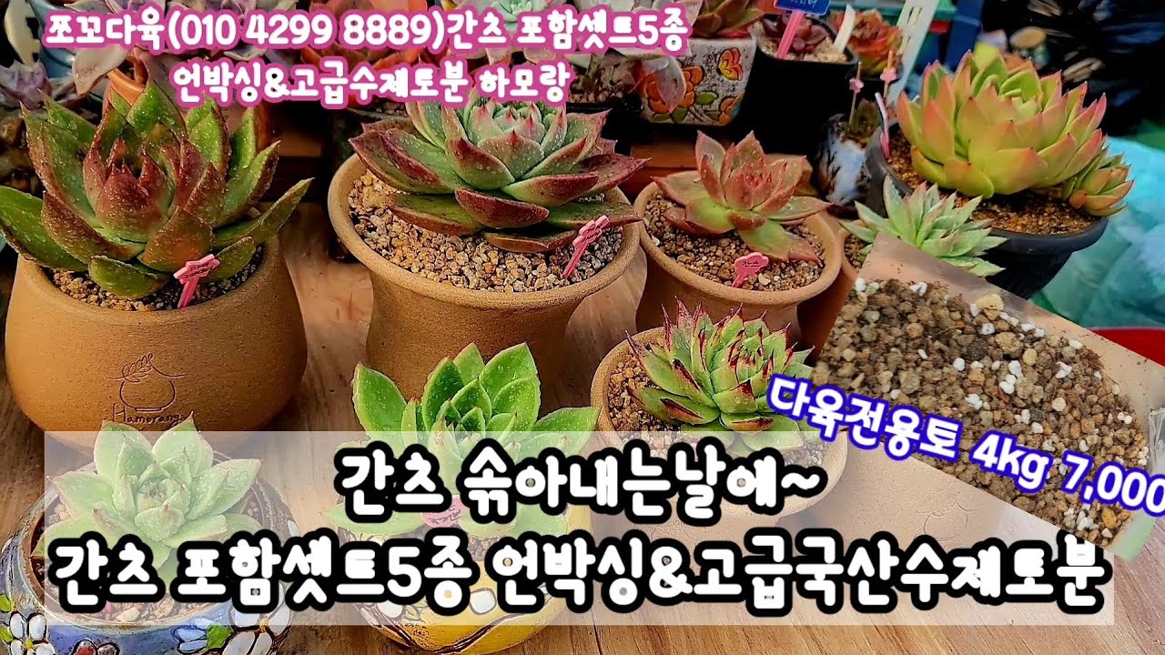 쪼꼬다육 간츠솎아내기작업전 착하게 간츠 포함셋트5종선물2종888마리아금마이레이디고급국산토분6종🍁다육전용토 언박싱