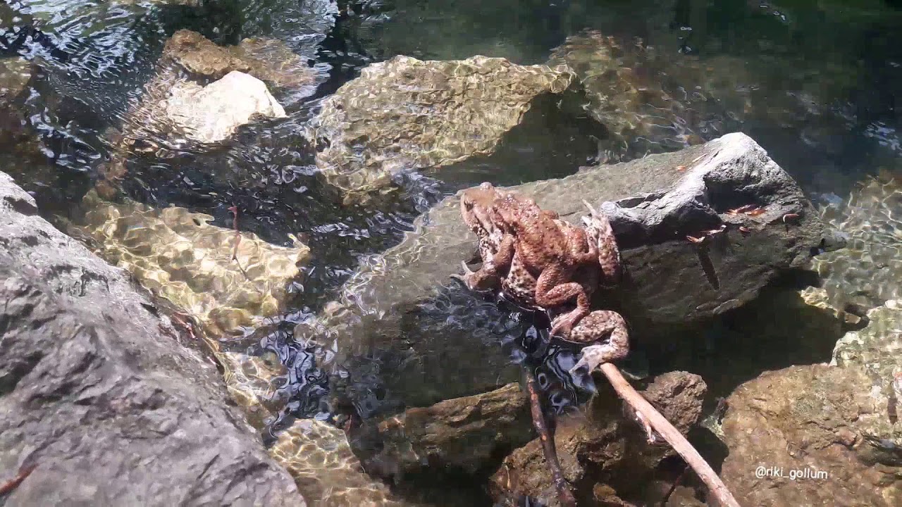 Mother toad carries a baby toad on her back - YouTube
