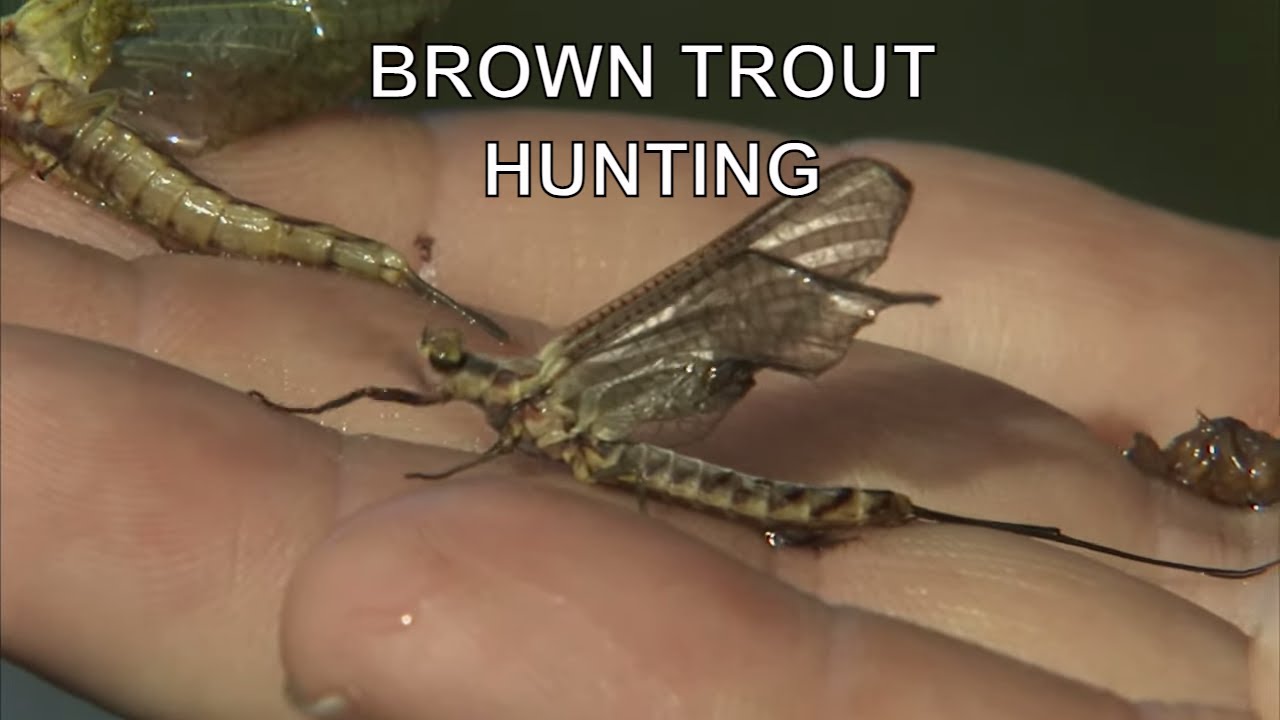Small River Brown Trout Hunting | Tom Rosenbauer - YouTube