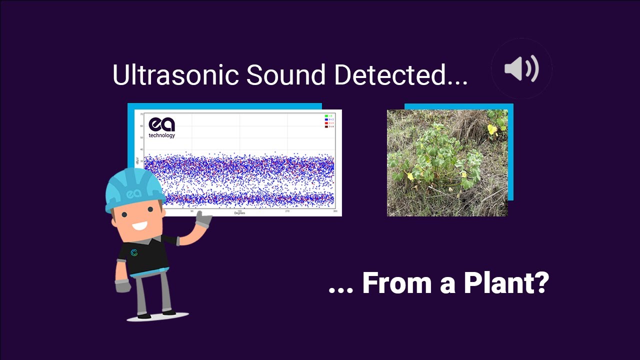 Plants have feelings too - Ultrasonic sound detected from plants - YouTube