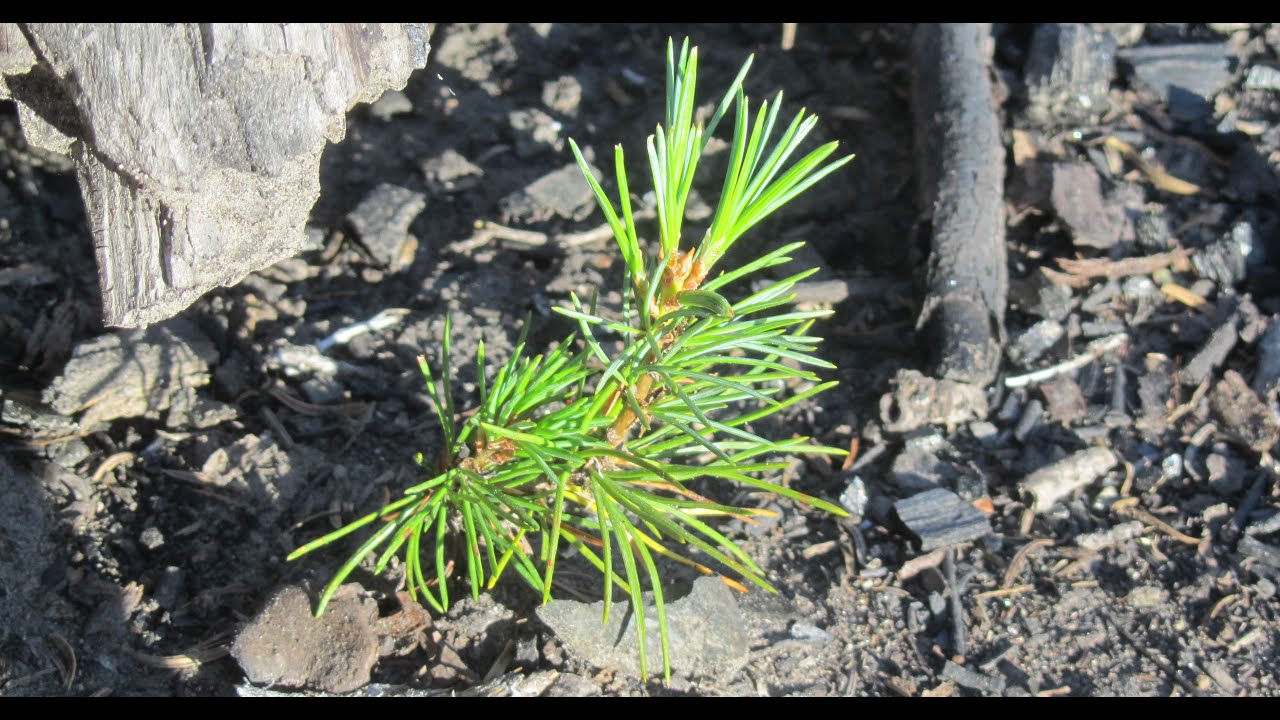 Wildfire effects on microclimate and seedling regeneration in Northern ...