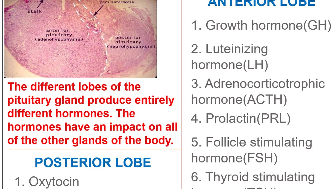 lab 4 endocrine - YouTube