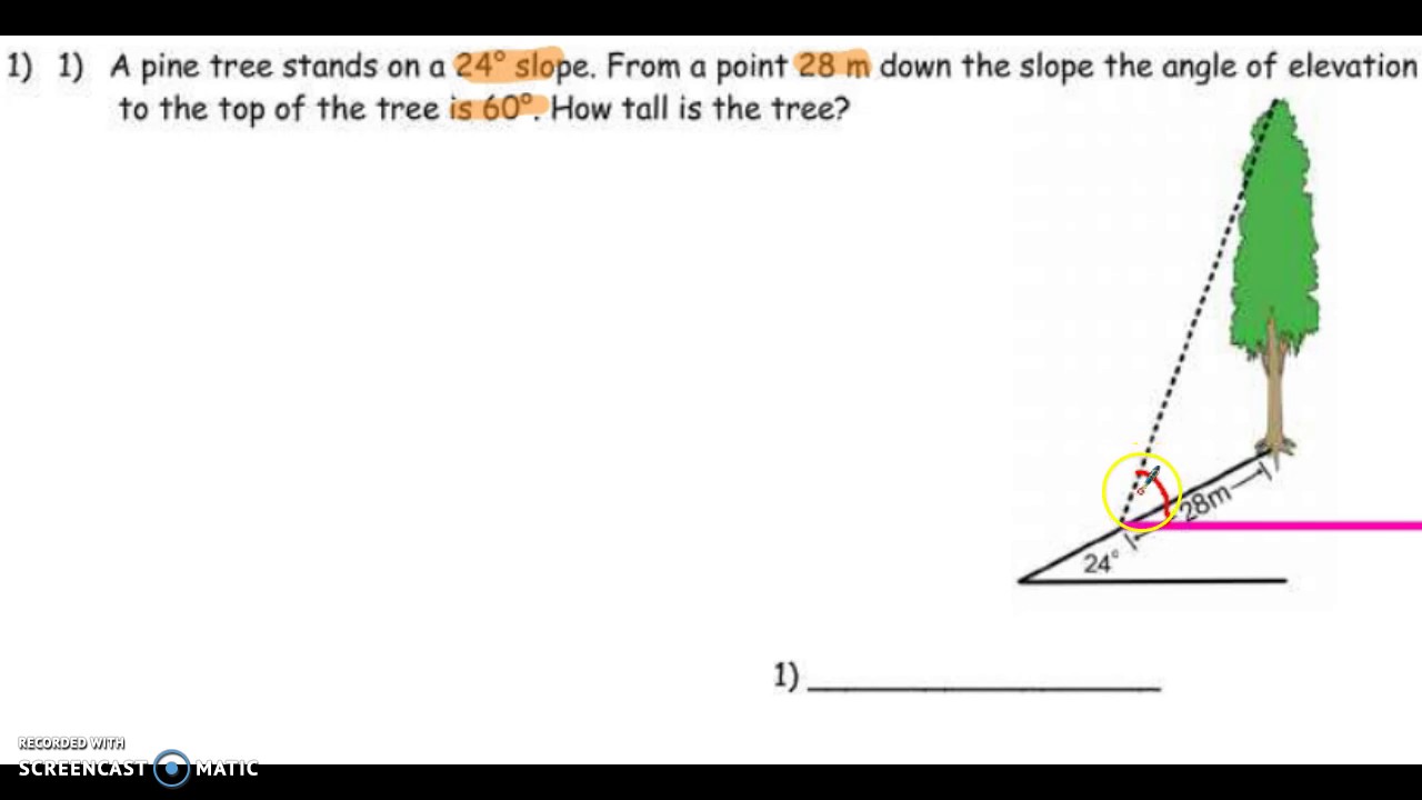 Pine tree growing on a slope! - YouTube
