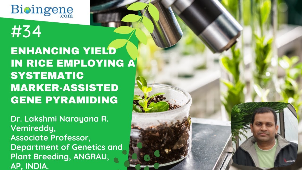 Enhancing yield in rice employing a systematic marker-assisted gene ...