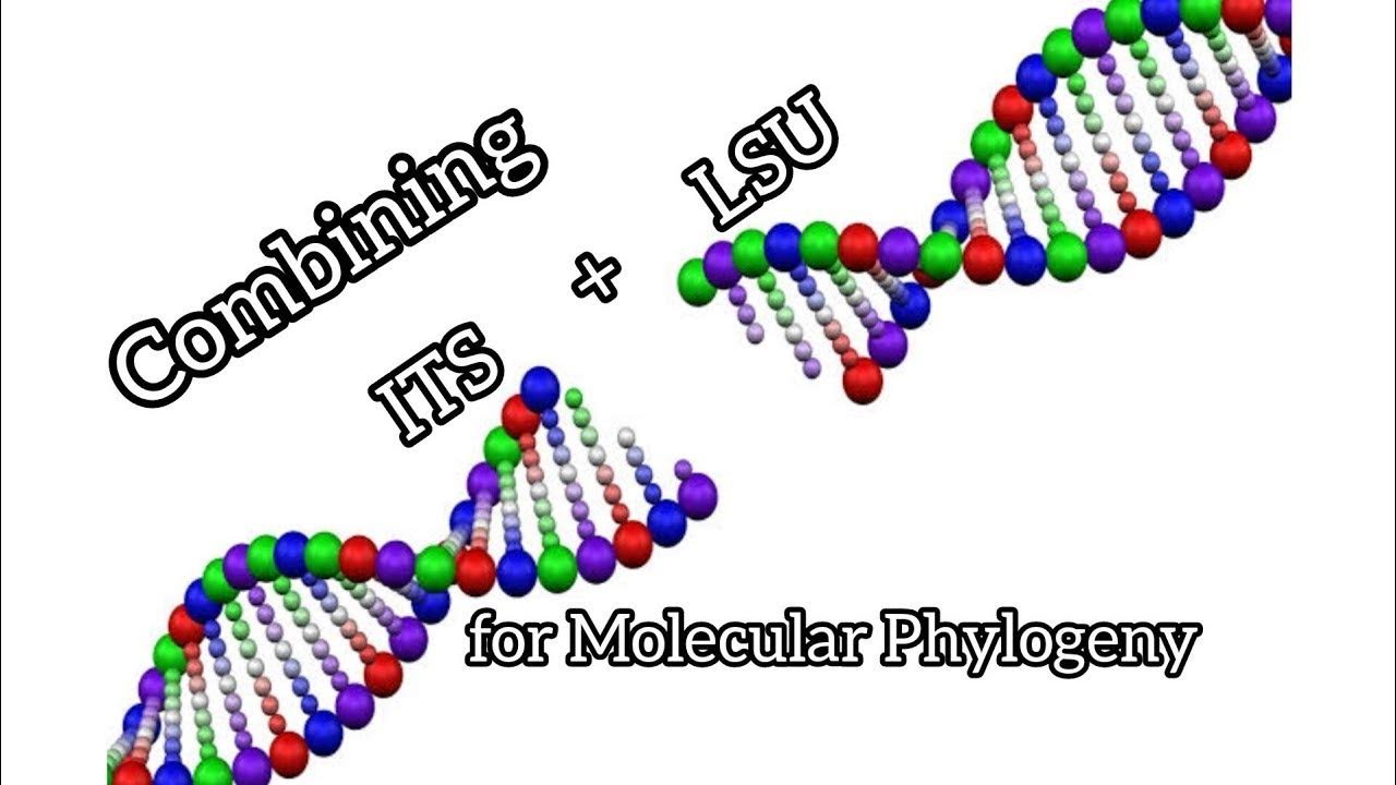 #2 - DNA sequence alignment and concatenation of two different sequence region - YouTube