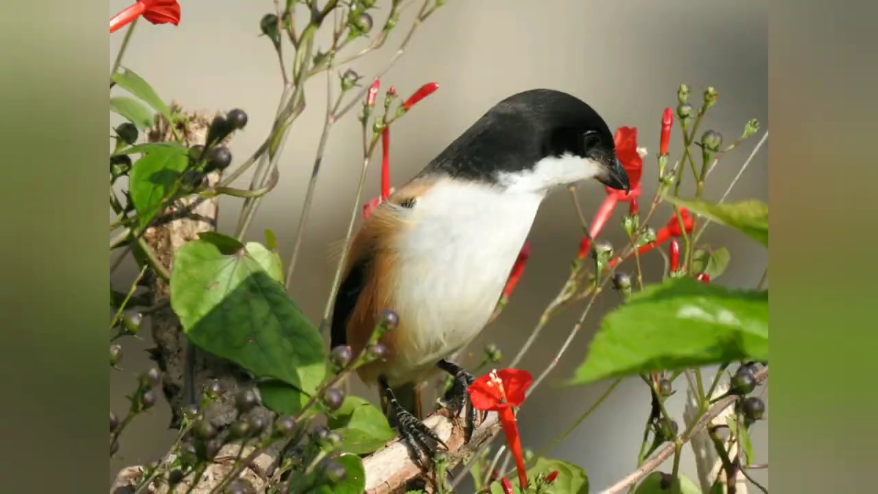Carnivorous Bird | Chhêmhur - YouTube