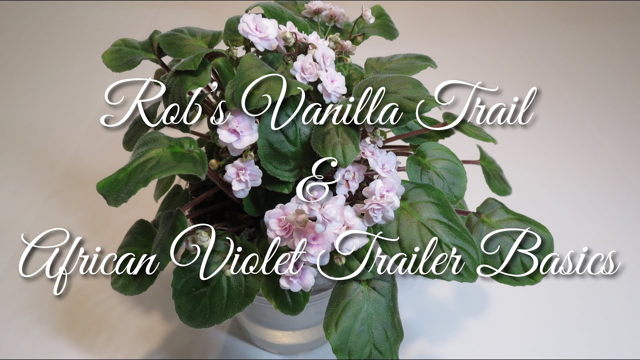 Rob's Vanilla Trail & African Violet Trailer Basics - YouTube