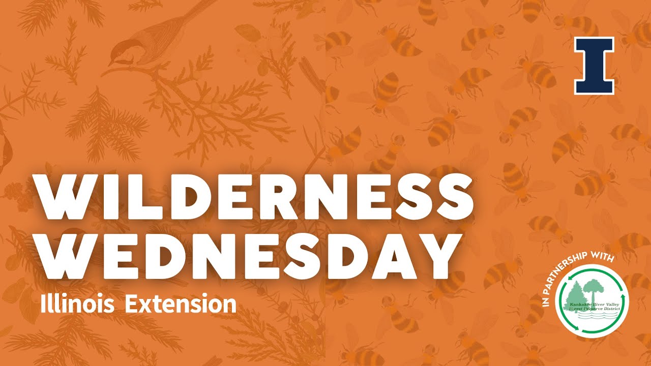 Wilderness Wednesday: Native Illinois Bees - YouTube