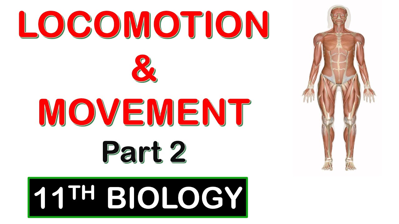 Locomotion & Movement(Part 2) - Class 11 Biology II NEET - YouTube