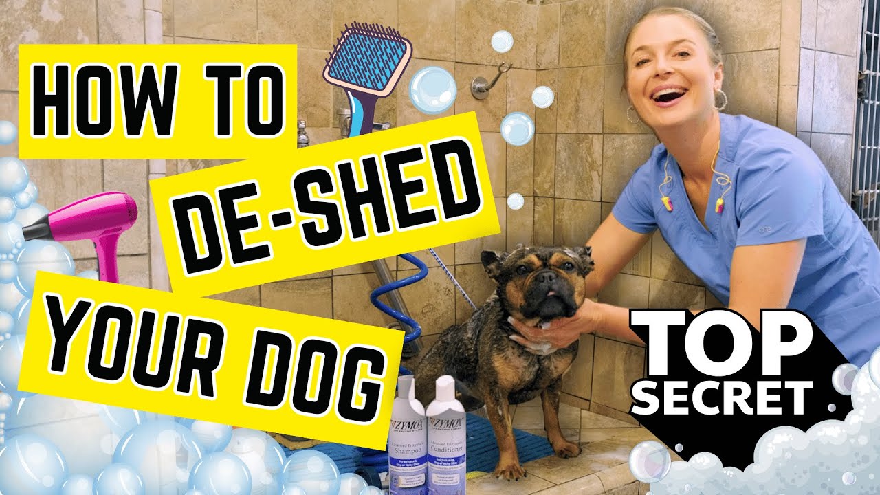How to Properly De-shed your Dog's Coat?! | Vet Simply Explains! - YouTube