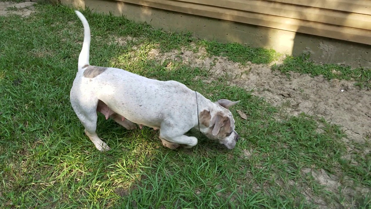 Welcome Royal Kennels Bree to be bred to Diesel aka The Big Mac. - YouTube