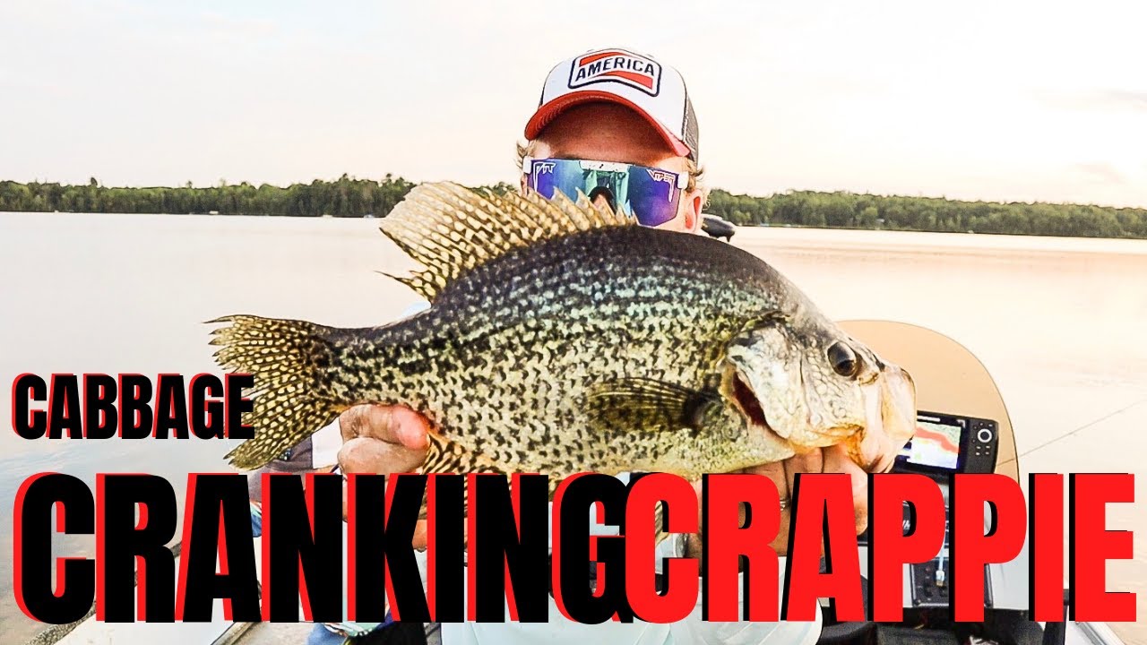 Summer Time Cranking Cabbage Crappie On Crankbaits | How To catch slab ...