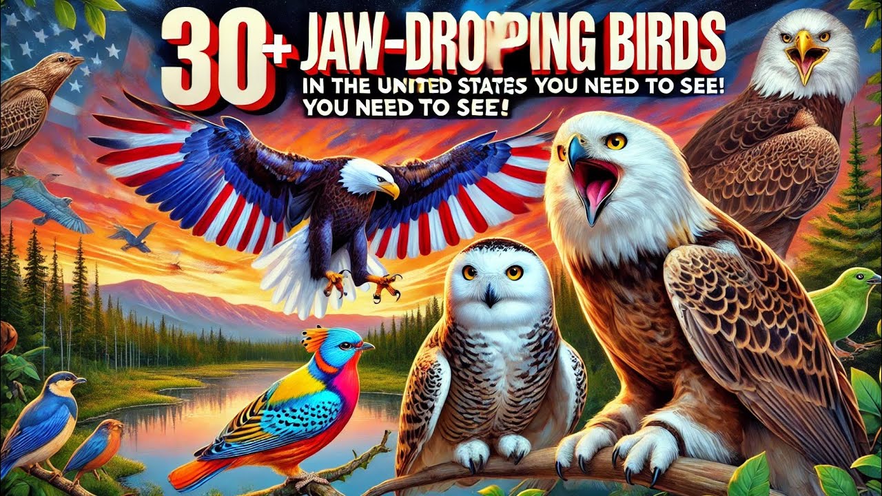 30+ Jaw-Dropping Birds in the United States You Need to See! - YouTube
