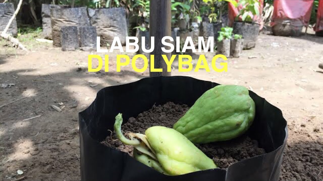 Tanam labu siam dengan cara sederhana | Hemat tempat media polybag ...