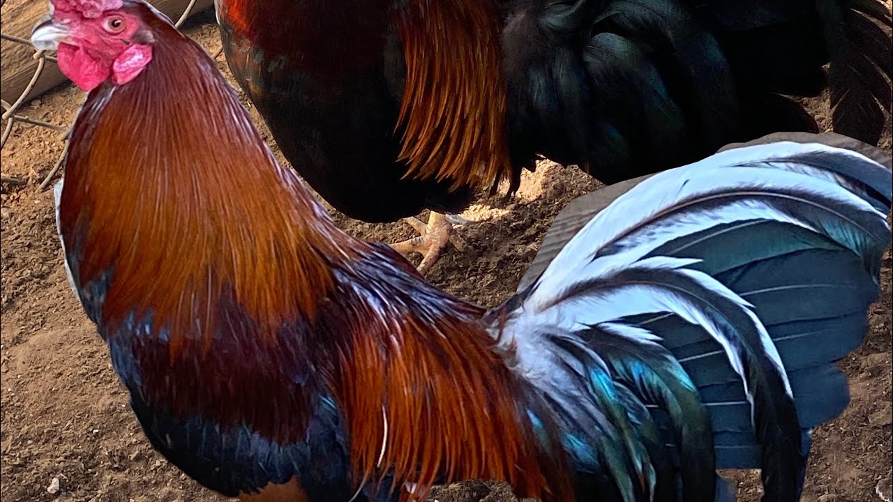 Pollo Kelso cabeza redonda - YouTube