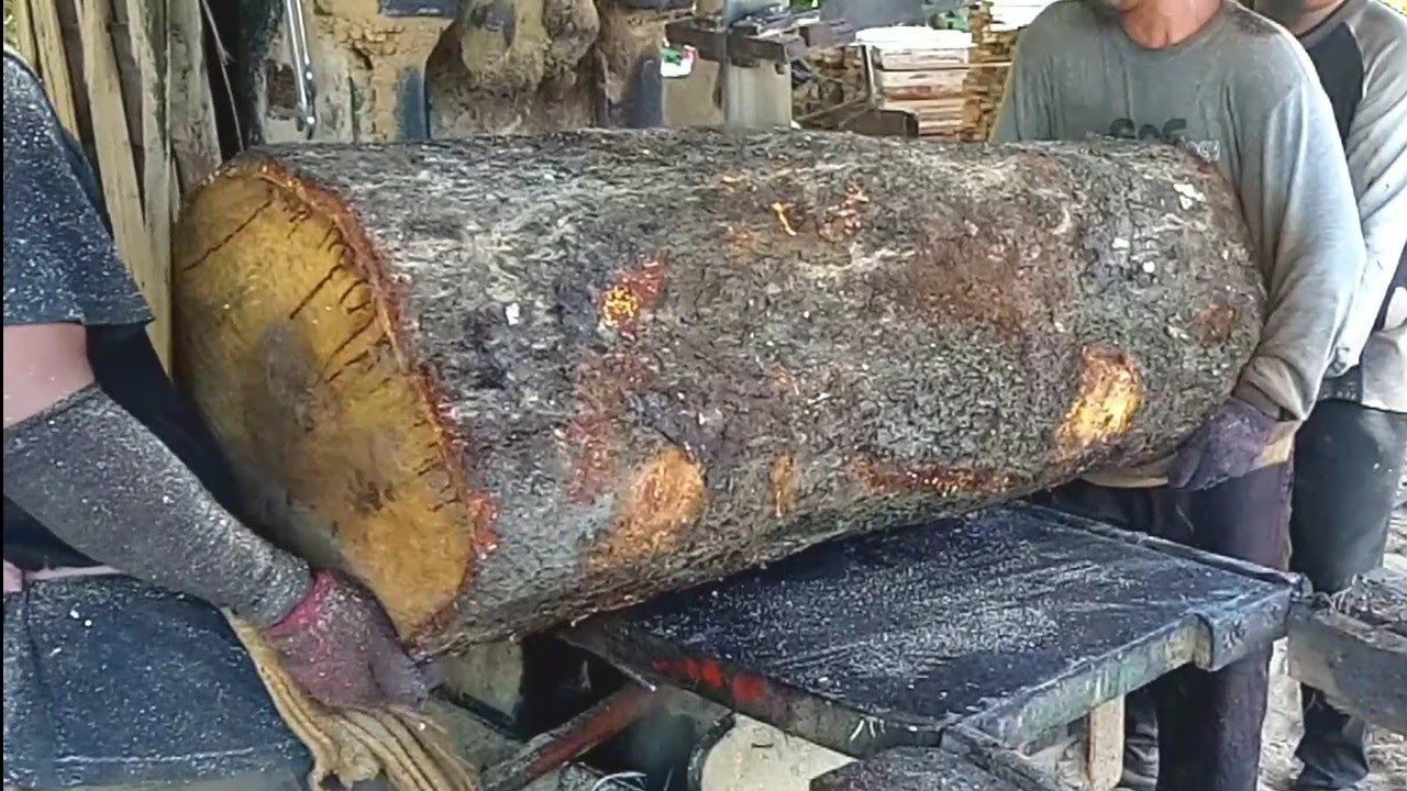 Kayu Medang..!! Corak Kuning serbuknya gatal..tapi penak di belah - YouTube