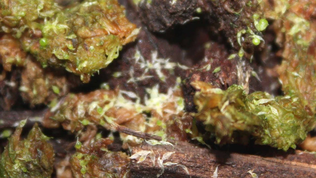 symbiotic seed germination for orchid/兰花种子共生萌发 - YouTube