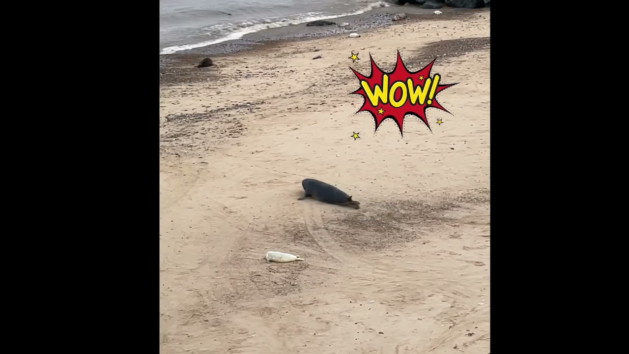 seal video - YouTube