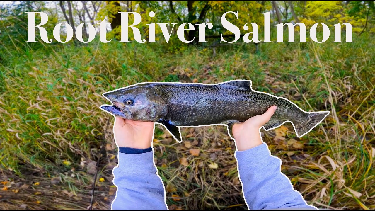 Fishing the Root River for Salmon - YouTube