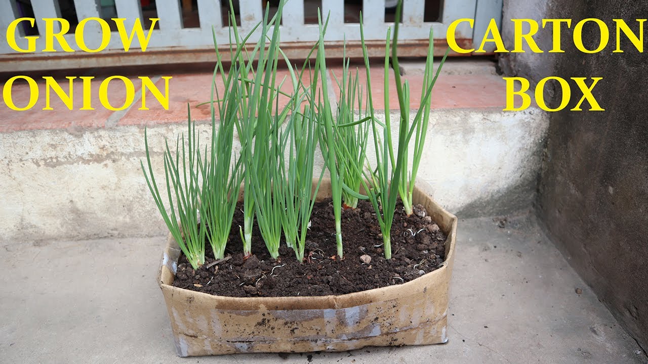 Grow Green Onion in Carton box very Cheaply & Easily - Organic Garden ...