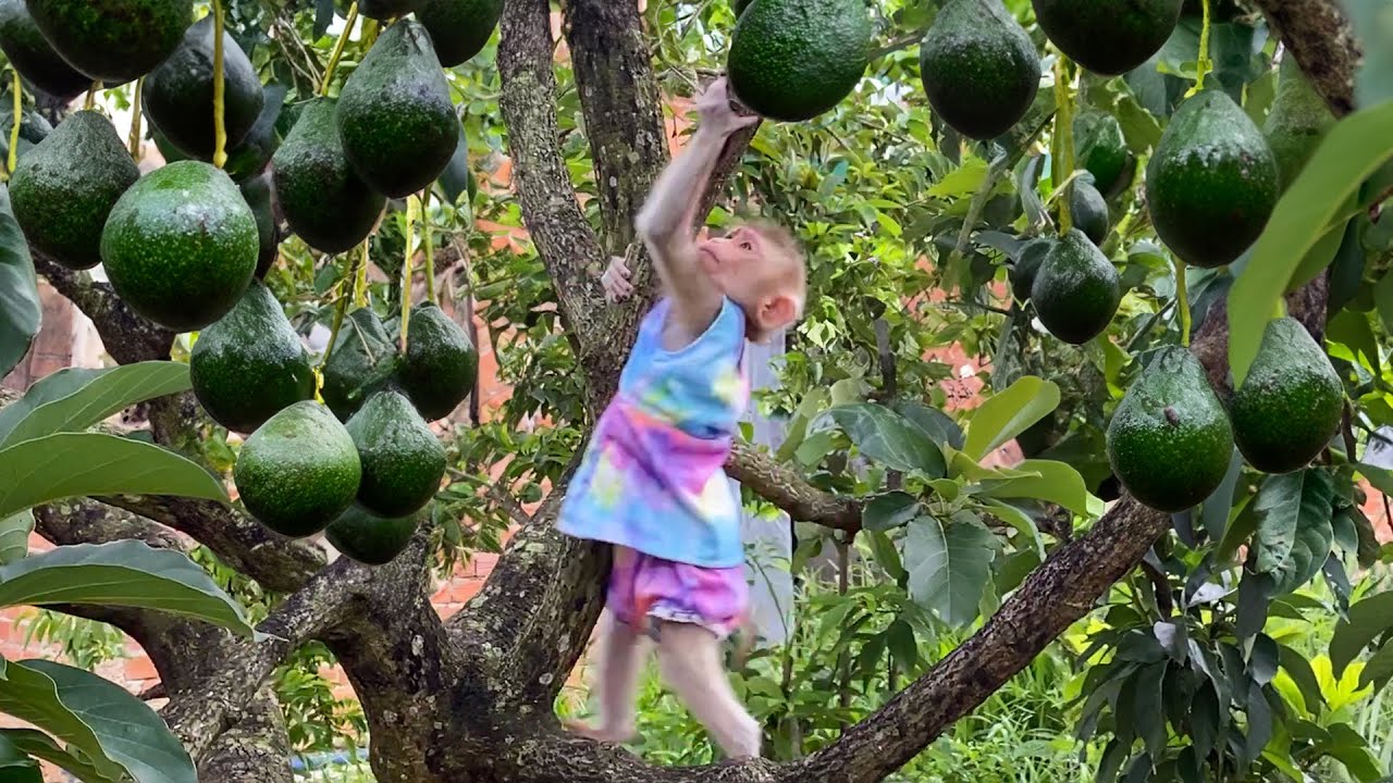 Princess Zim harvests avocados for mom to make dinner | Zim Family ...