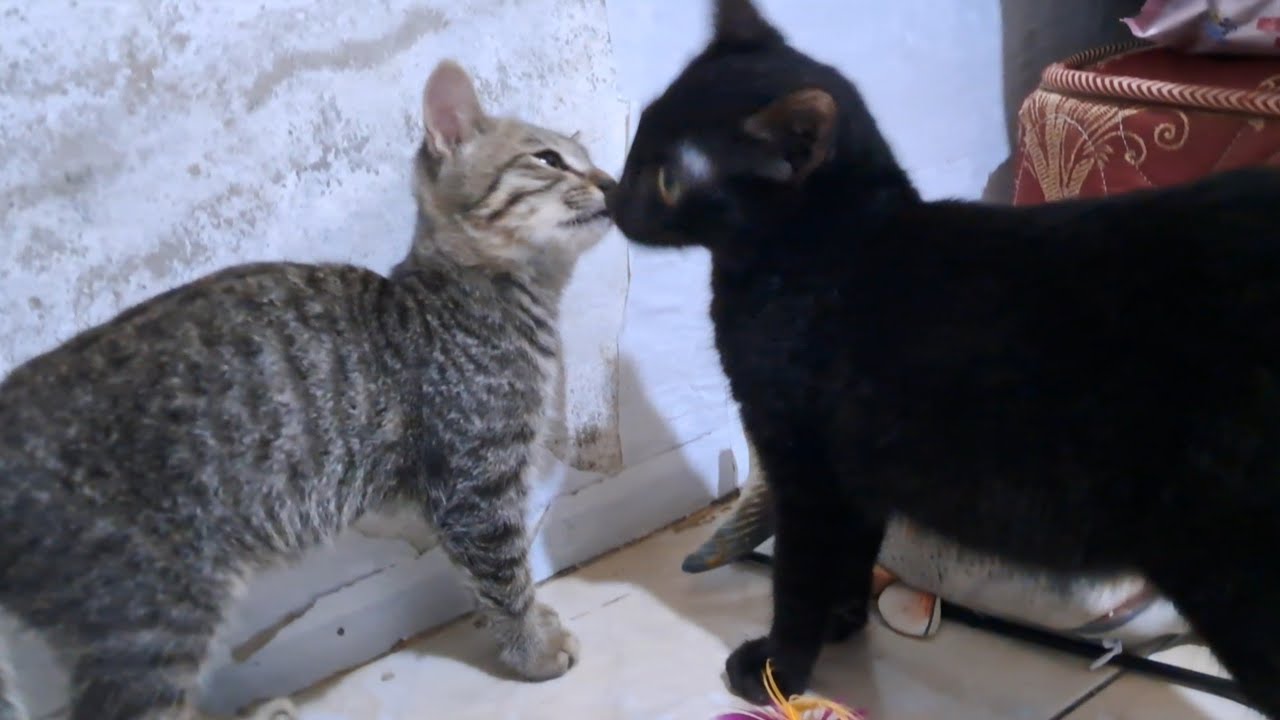 Funny kittens playing with toys || cute adorable kittens - YouTube
