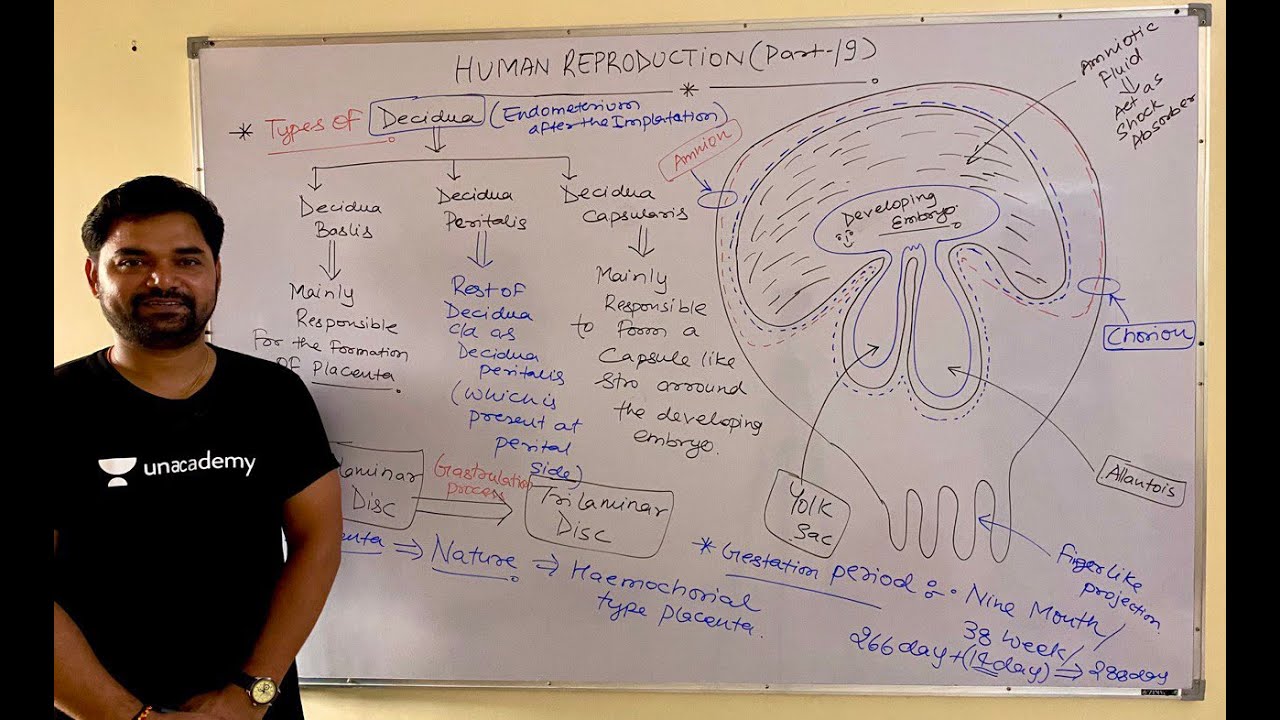 Decidua | Types of Decidua | Human Embryonic development | Part-19 ...
