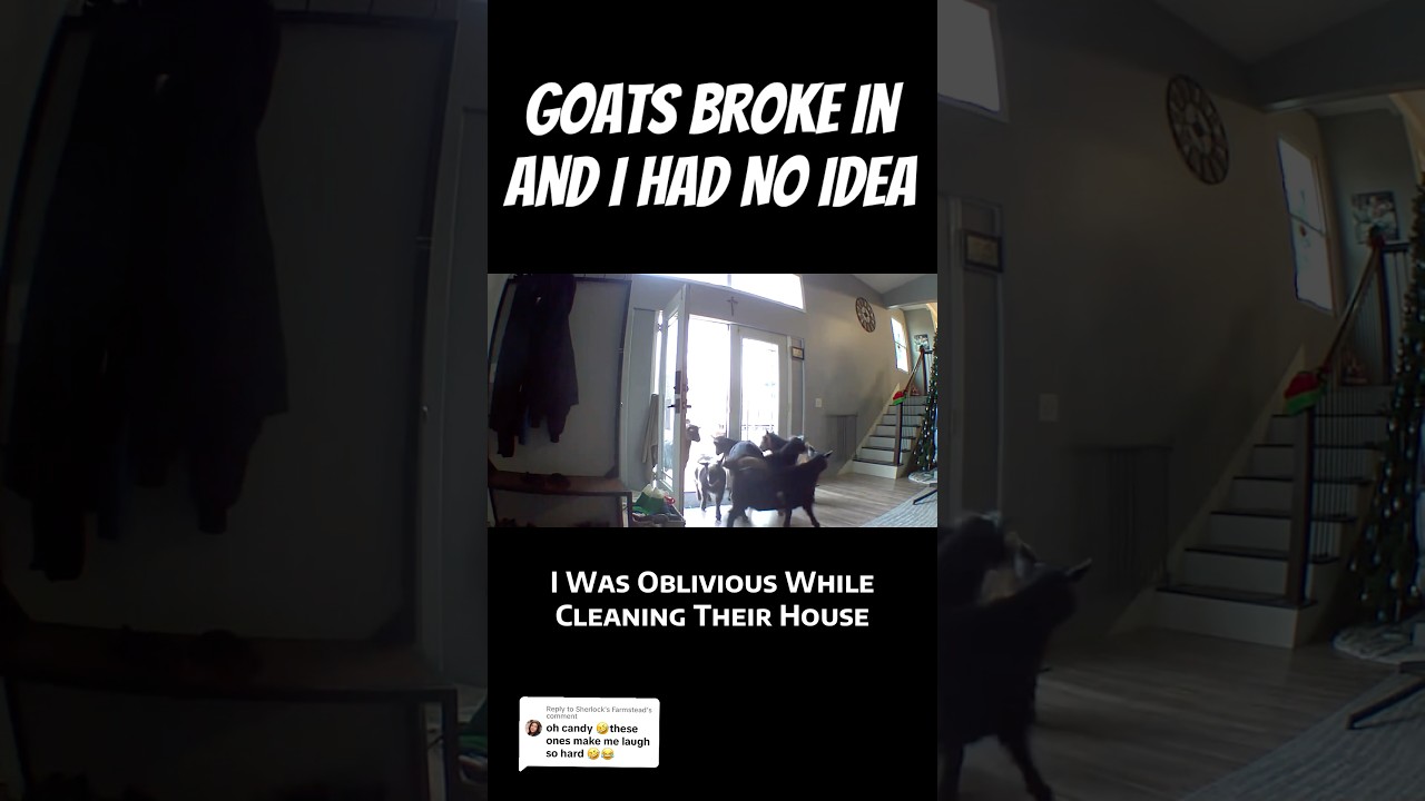 Goats Broke Into The House Without Me Knowing #goats #goat #funny #pets ...