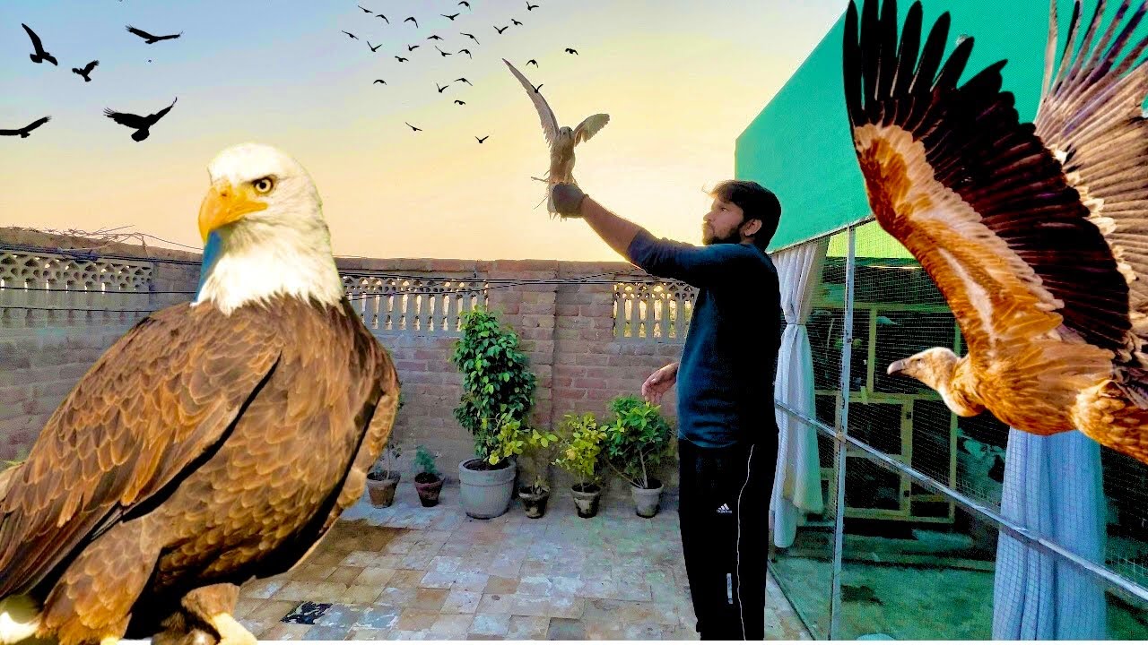 Aj Falcon Ko Hand Tame Karny Ki Koshish Ki 😍 How To Train Birds On Hand ...