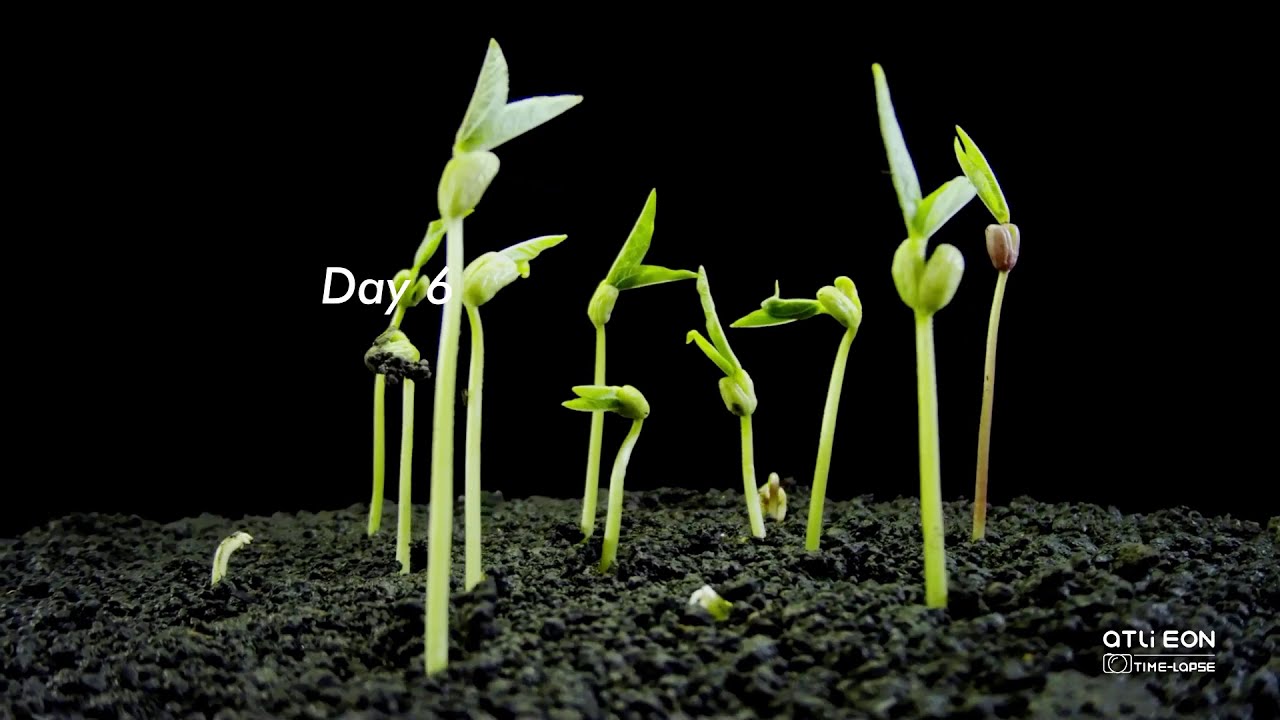 ATLI Time Lapse - Bean Time Lapse: The Life of Bean Sprouts - YouTube
